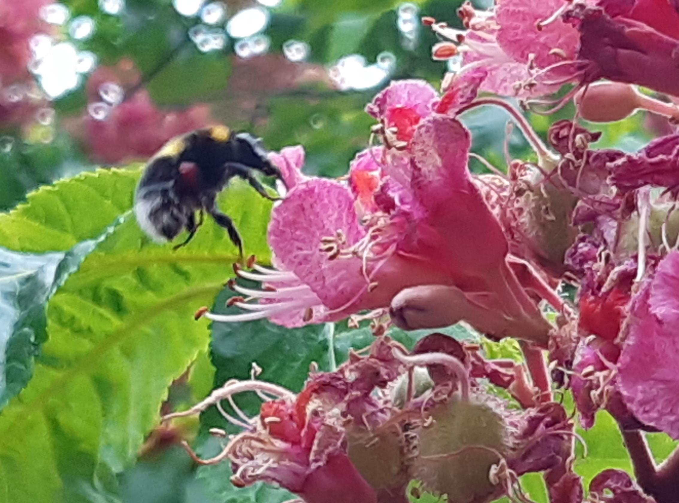 Wo sich Bienen und Hummeln des Abends tummeln – Creative Family